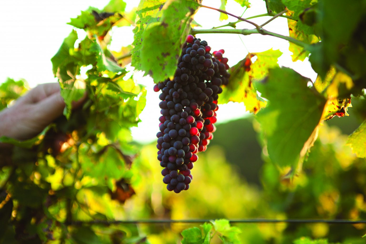 Συνταγές | Vita.gr